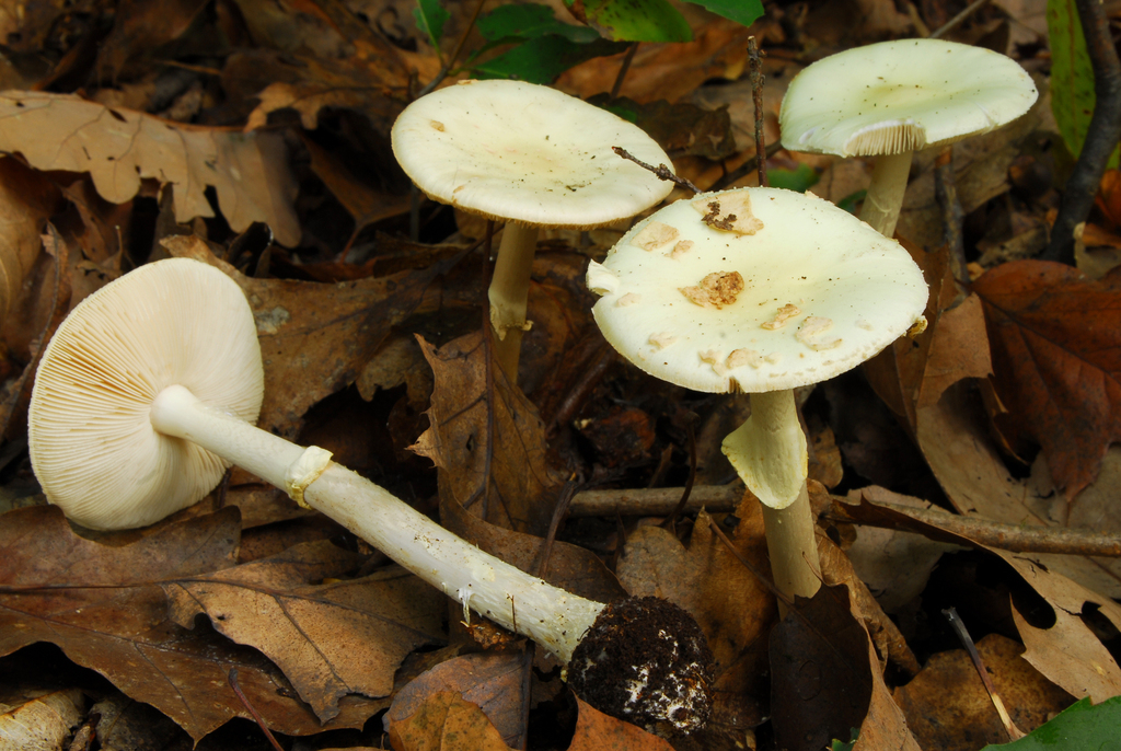 False Death-cap from Canonica Lambro (Triuggio - MB) on October 19 ...