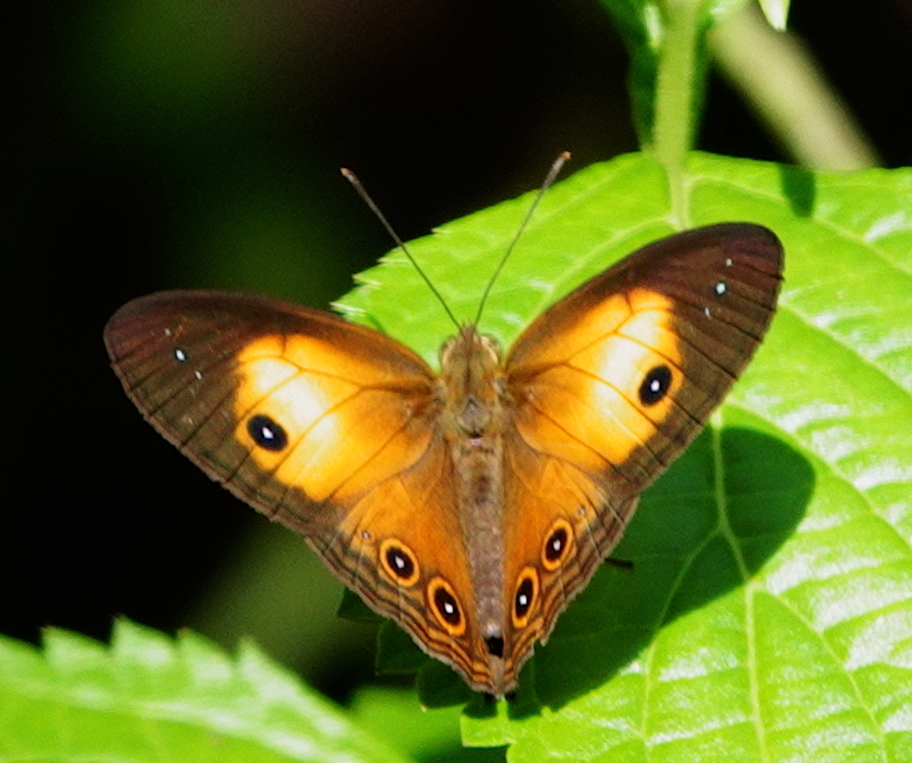 Orange Bushbrown from Obi 430m, South Halmahera Regency, North Maluku ...