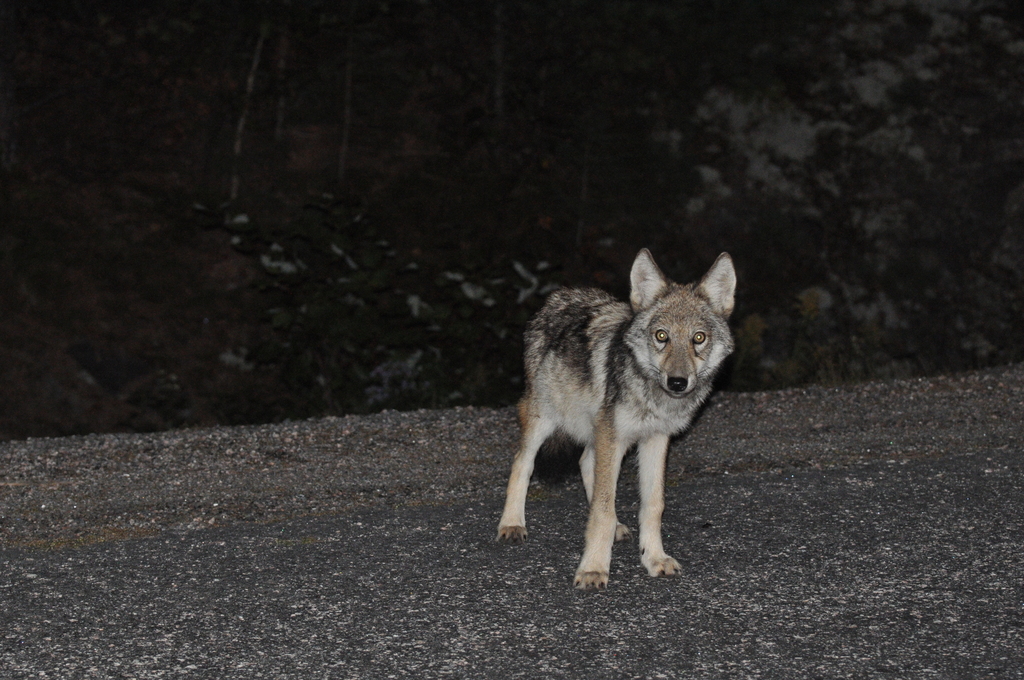 Eastern Wolf (Canis lycaon) - Know Your Mammals
