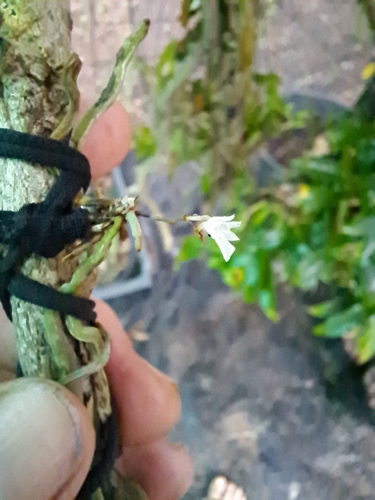 Microcoelia obovata · iNaturalist United Kingdom