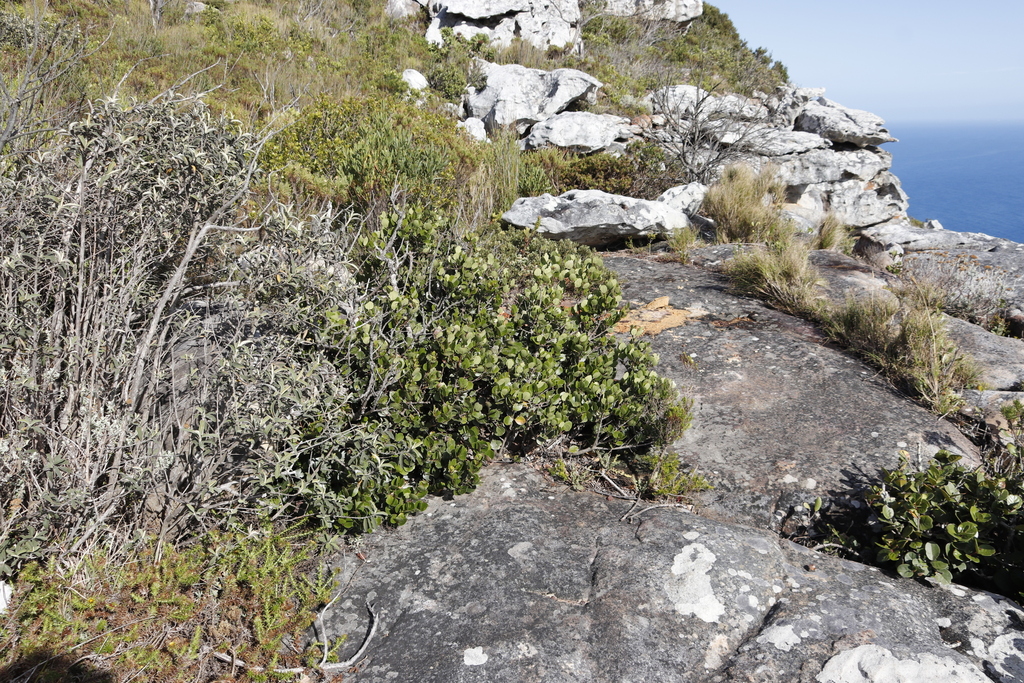 Coastal Spoonwood from Karbonkelberg NE rdige ascent, Table Mountain ...