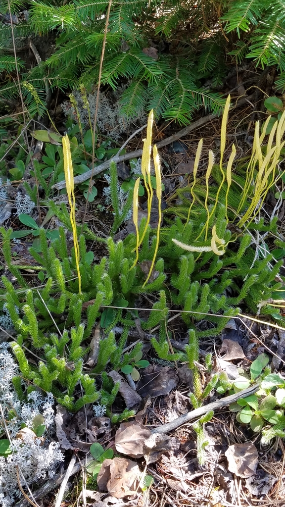 arctic stag's-horn clubmoss (Lycopodiaceae: Clubmosses & Firmosses of ...