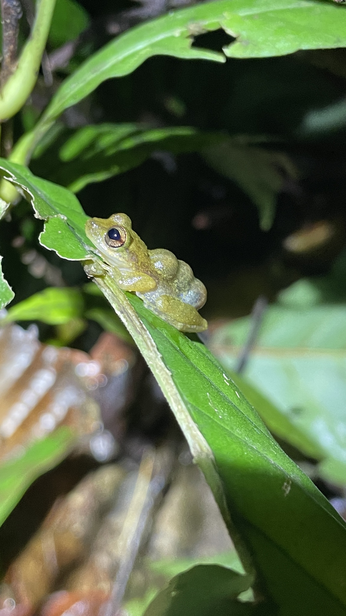 Flectonotus fitzgeraldi (Parker, 1934)