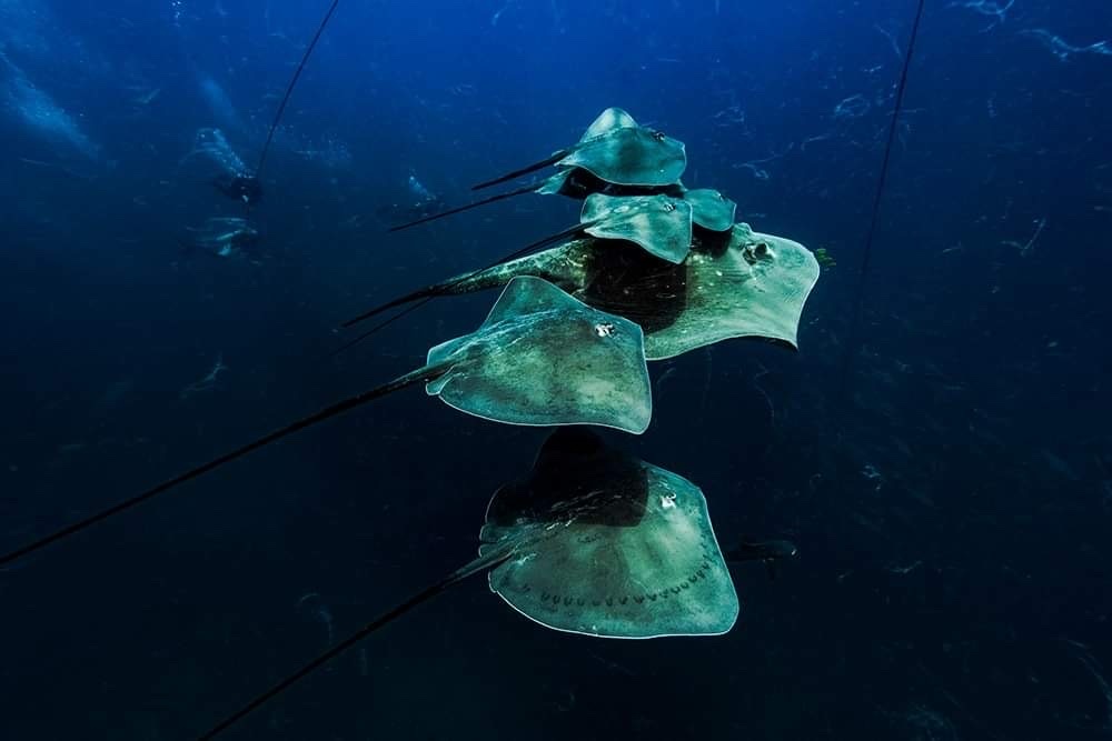 Megatrygon microps (Annandale, 1908)