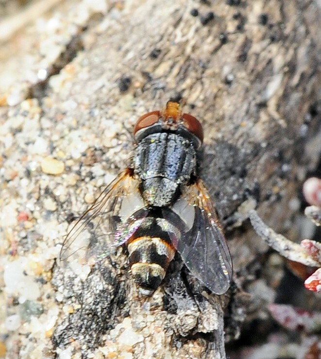 Protomiltogramma Townsend, 1916