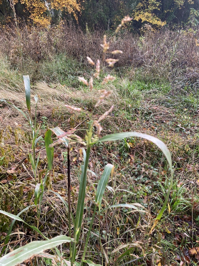 Johnson grass from Euless South Main St, Arlington, TX, US on December ...