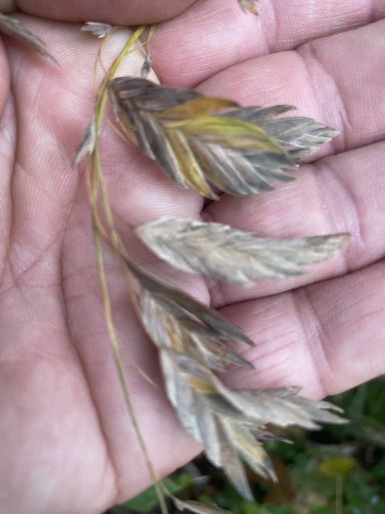 inland wood oats from North, Arlington, TX, US on December 07, 2022 at ...