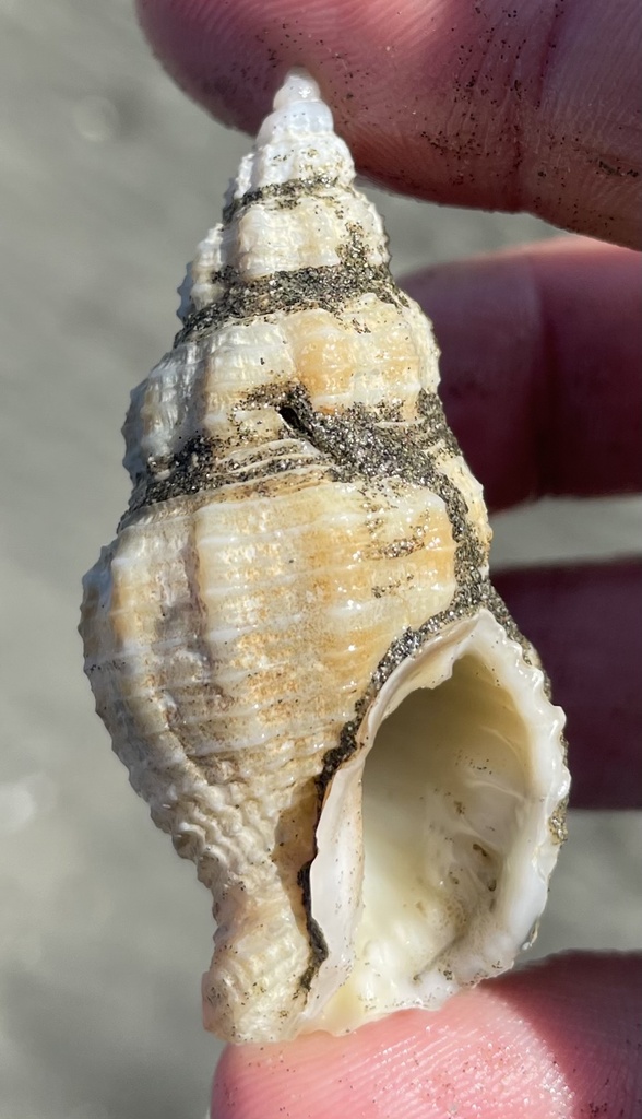 Phos crassus from Golfo De Panamá, Provincia de Panamá, PA on December ...