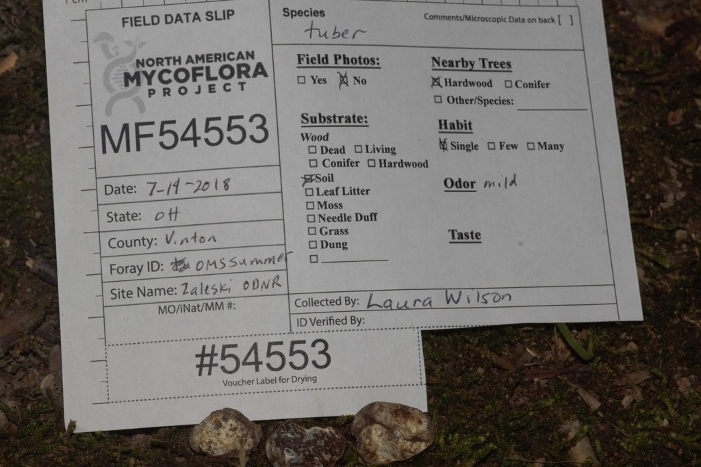 Truffles from Vinton county ohio on July 14, 2018 at 08:56 AM by John ...