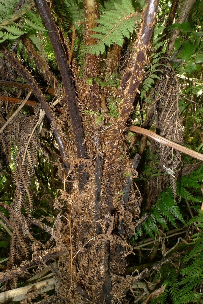 slender tree fern (Cyathea cunninghamii) - Botanical Realm