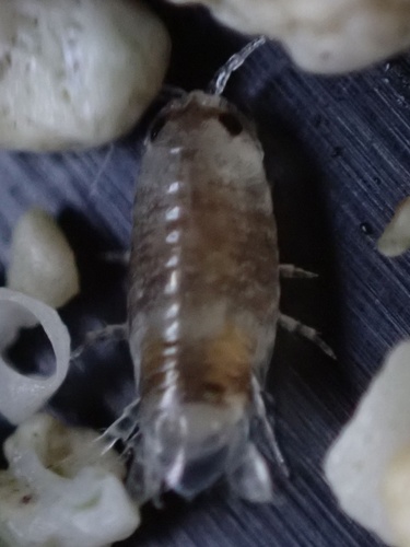 Eurydice littoralis · iNaturalist