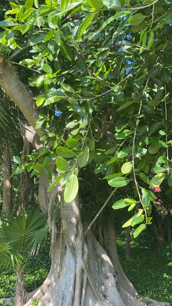 Florida Strangler Fig from Barceló Maya on December 7, 2022 at 11:31 AM ...