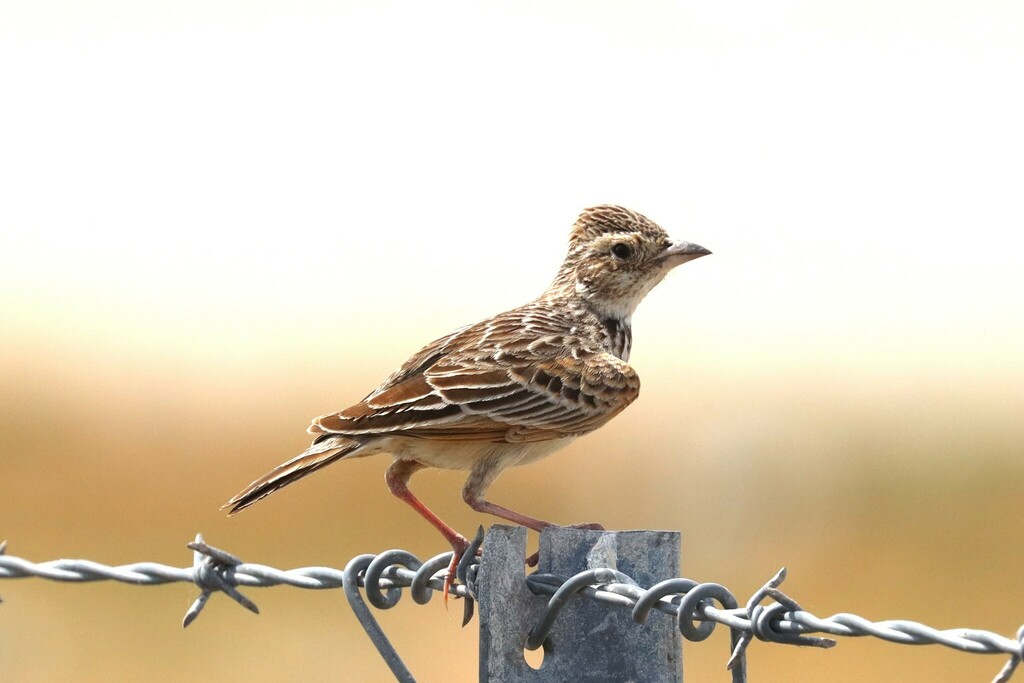 Singing Bushlark from Roebuck WA 6725, Australia on November 20, 2022 ...