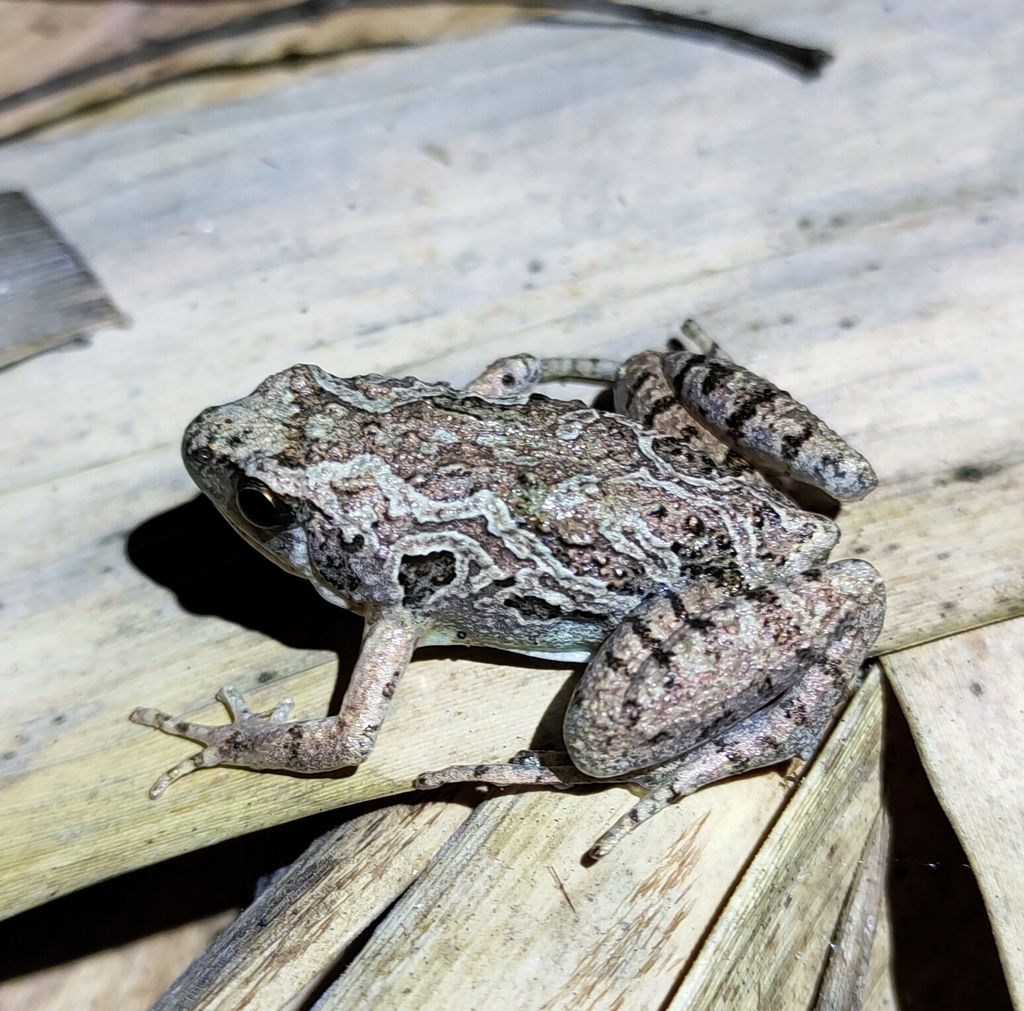 Tubercled Pygmy Frog from 云南省西双版纳傣族自治州勐腊县南腊河汽车营地 on December 07, 2022 ...