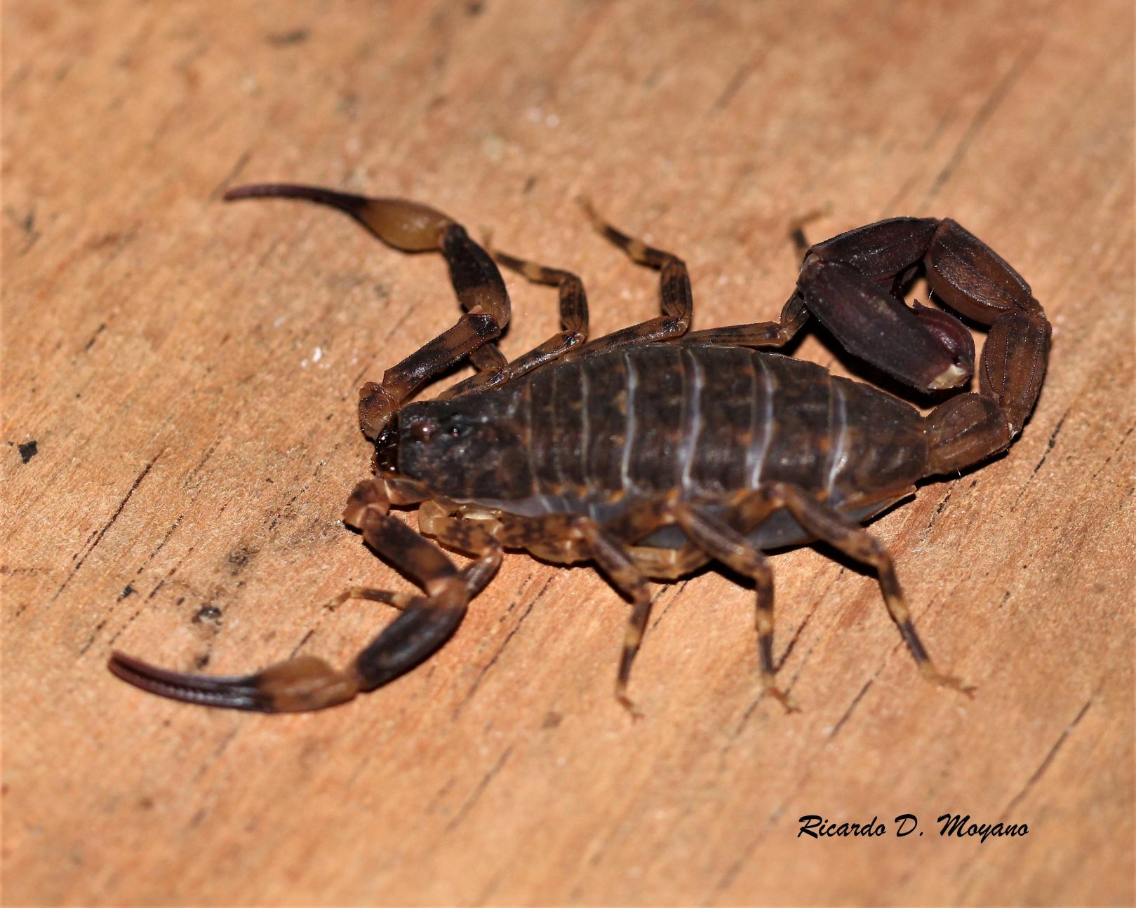 Tityus bahiensis (Perty, 1833)