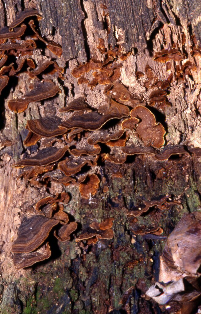 Oak Curtain Crust Fungus from Canonica Lambro (Triuggio MB) on November ...