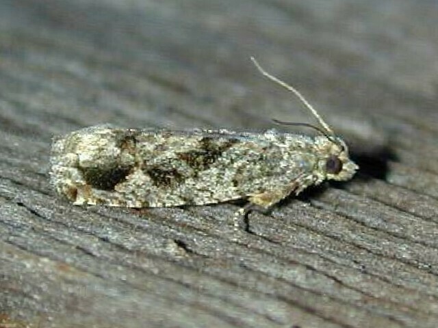 Pecan Bud Moth from Bill Paterson Nature Center, Muttontown Preserve ...
