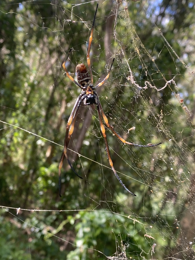 Tiger Spider from Slacks Creek, QLD, AU on November 18, 2022 at 02:33 ...