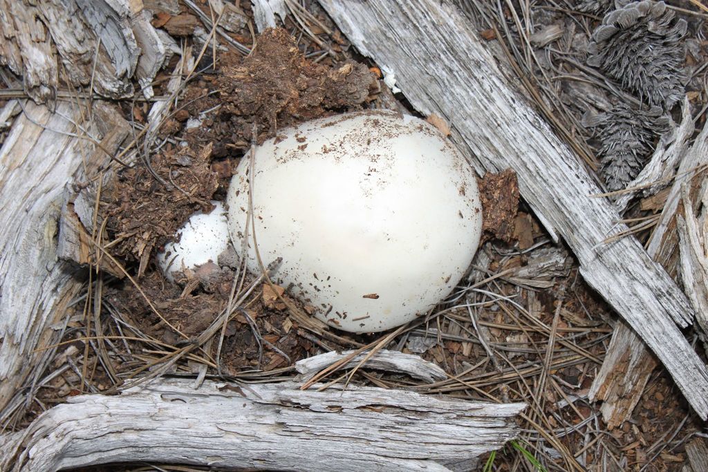 Amanita Sect. Phalloideae from Mogollon Rim, Coconino Co., Arizona, USA ...