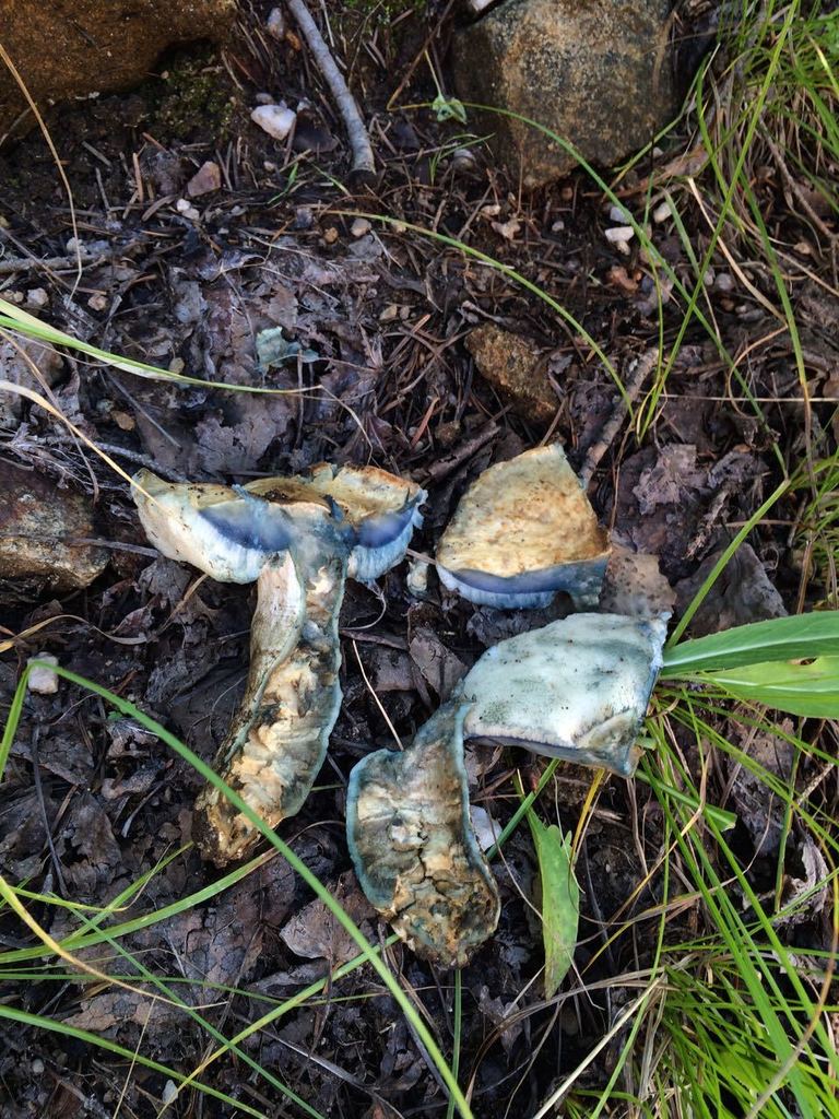 Cornflower Bolete from Mt. Graham, Graham Co., Arizona, USA on August ...
