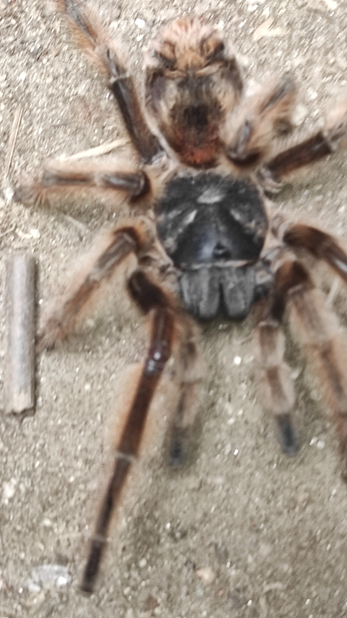 Phrixotrichus scrofa (Molina, 1782)