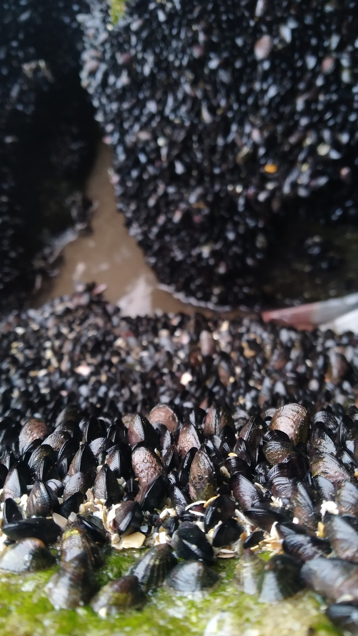 Brachidontes rodriguezii (d'Orbigny, 1842)