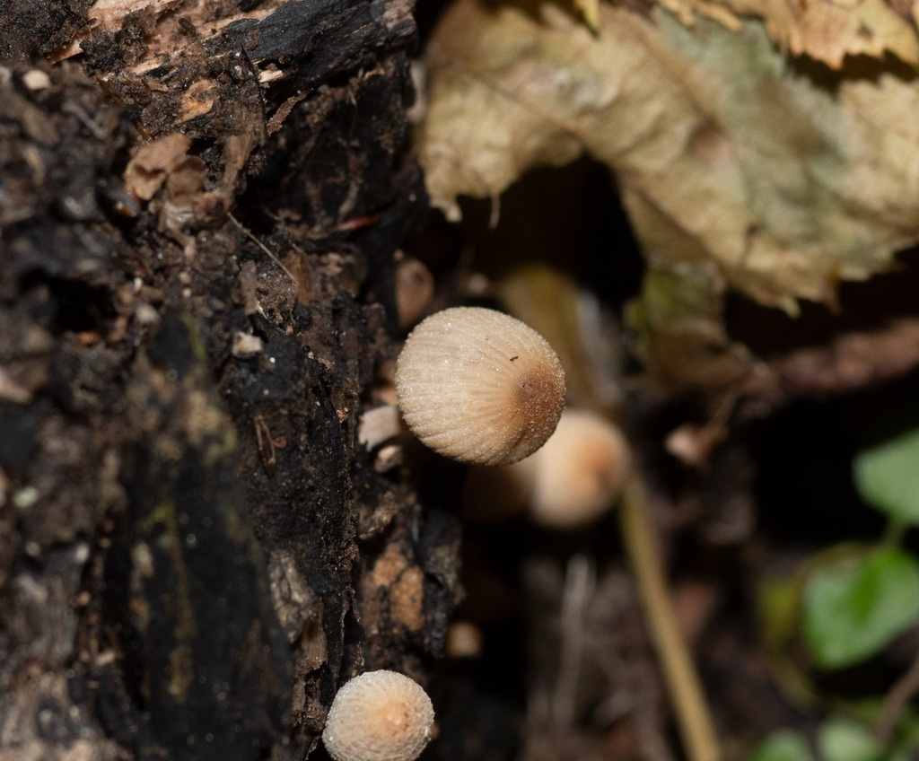 Psathyrellaceae from Roslyn, Dunedin, New Zealand on October 15, 2022 ...