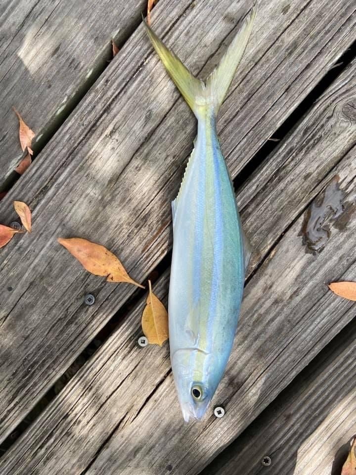 Rainbow Runner from Gulf of Mexico, FL, US on May 5, 2022 at 08:44 PM ...