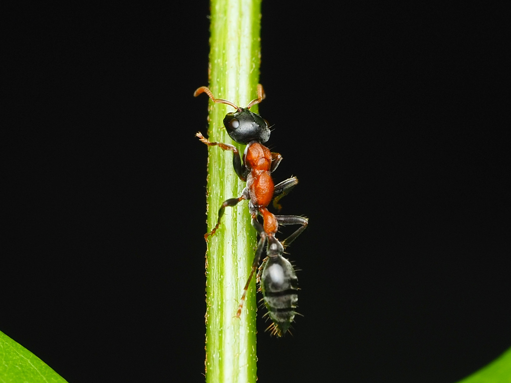 Arboreal Bicolored Slender Ant from West, Singapore on October 16, 2022 ...