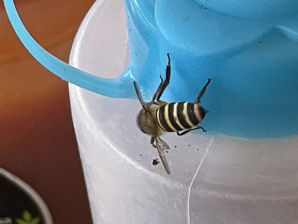 Koschevnikov's Honey Bee from Khlong Sok, Amphoe Phanom, Surat Thani ...