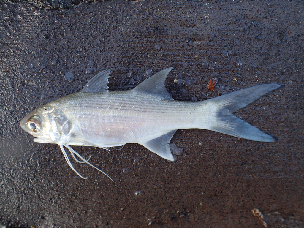 Threadfins (Polynemidae) - Marine Life Identification