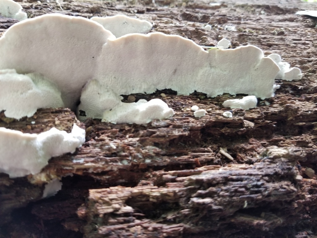 Fomitopsis serialiformis from 8701-9599 West 50 South, West Lafayette ...