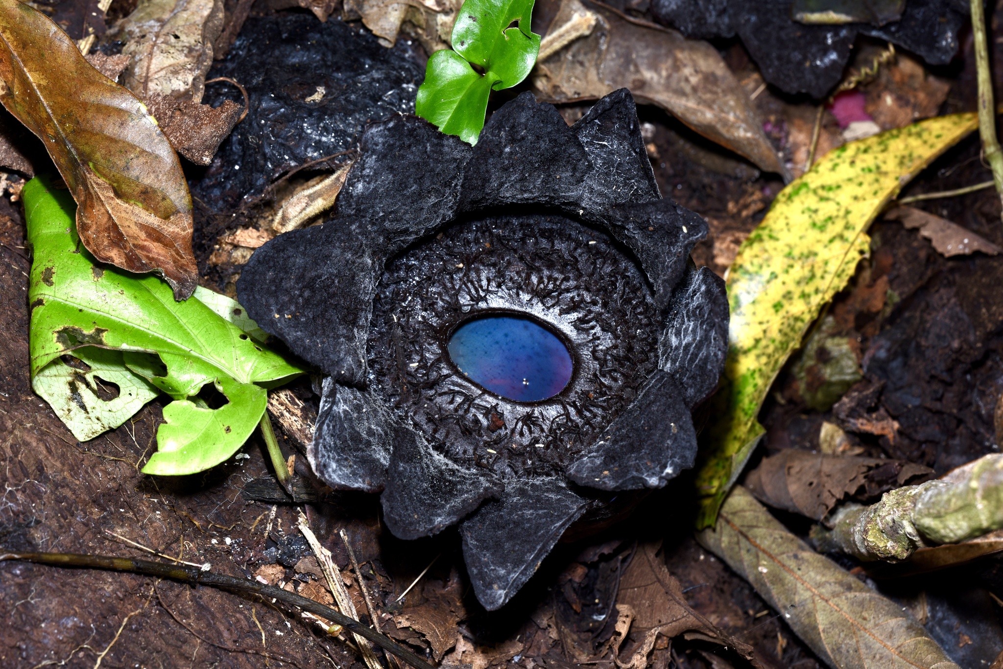 Sapria himalayana Griff.