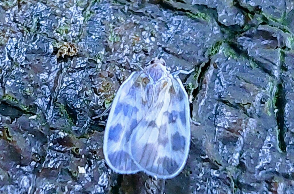 Borysthenes maculatus from 982台灣花蓮縣卓溪鄉 on October 24, 2022 at 11:18 AM ...