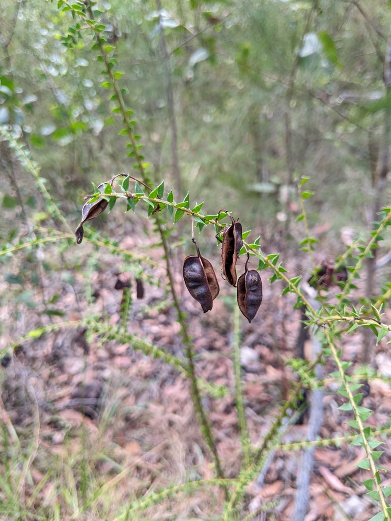 yellow prickly moses from Elimbah QLD 4516, Australia on December 08 ...