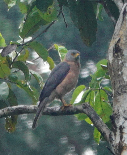 Variable Goshawk (Obi) (Subspecies Accipiter hiogaster obiensis) · iNaturalist