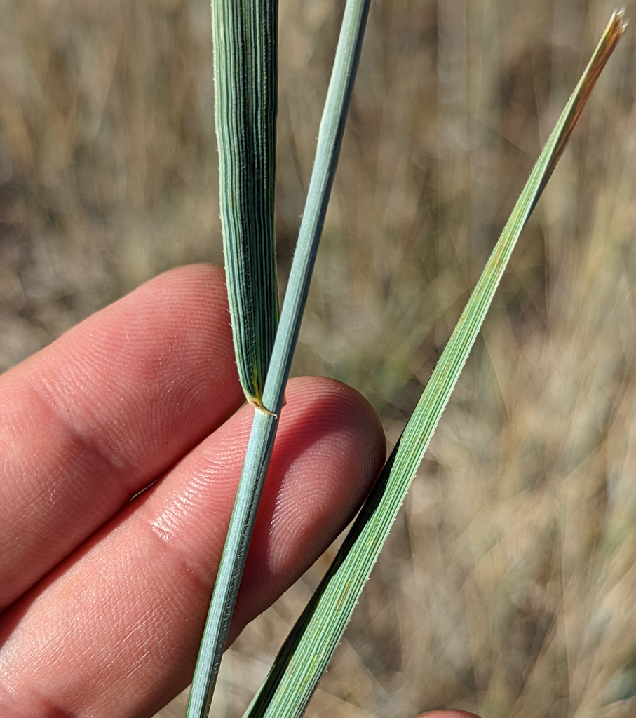 Intermediate Wheatgrass (Thinopyrum intermedium) - Botanical Realm