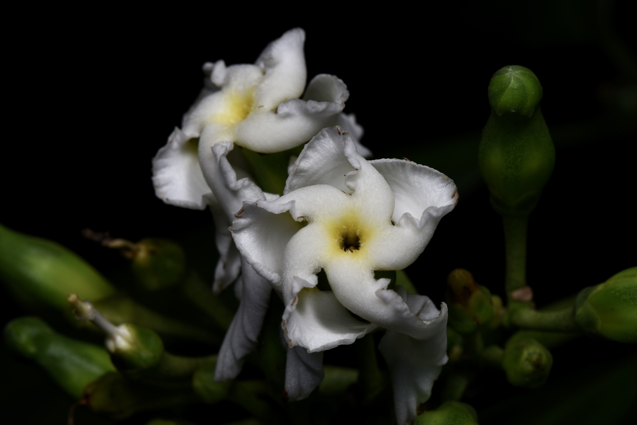 Tabernaemontana pachysiphon Stapf