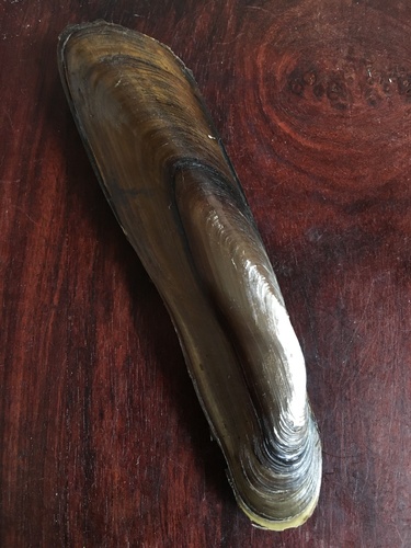 género Sinosolenaia · NaturaLista Colombia