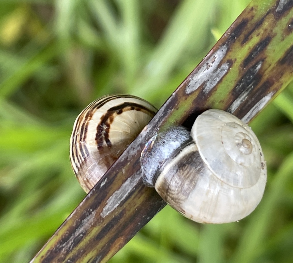 White Italian Snail from Wilsons Promontory National Park, Tidal River ...