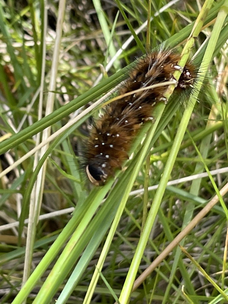 Common Anthelid Moth from Wilsons Promontory National Park, Tidal River ...