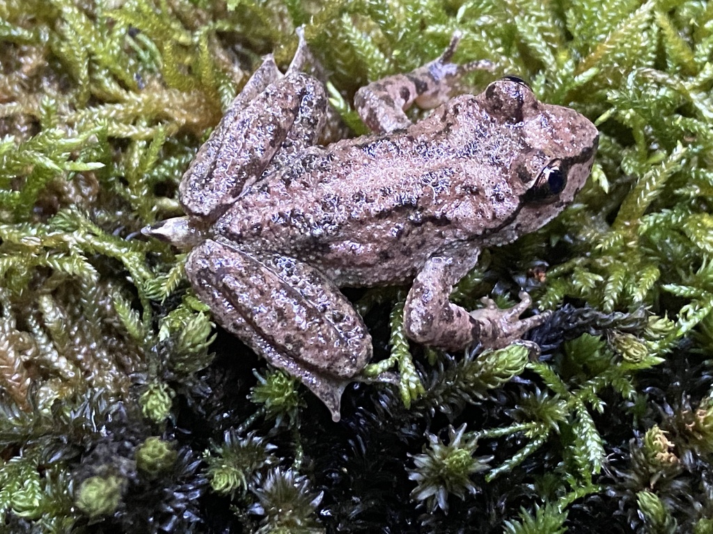 Rocky Mountain Tailed Frog from Elk River Rd, Orofino, ID, US on August ...