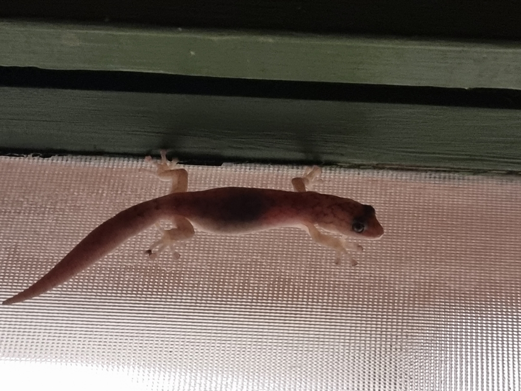 Southern Marbled Gecko from Albury NSW 2640, Australia on December 07 ...