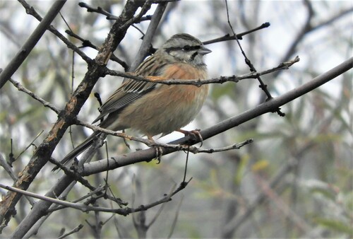 European Rock Bunting (Subspecies Emberiza cia cia) · iNaturalist