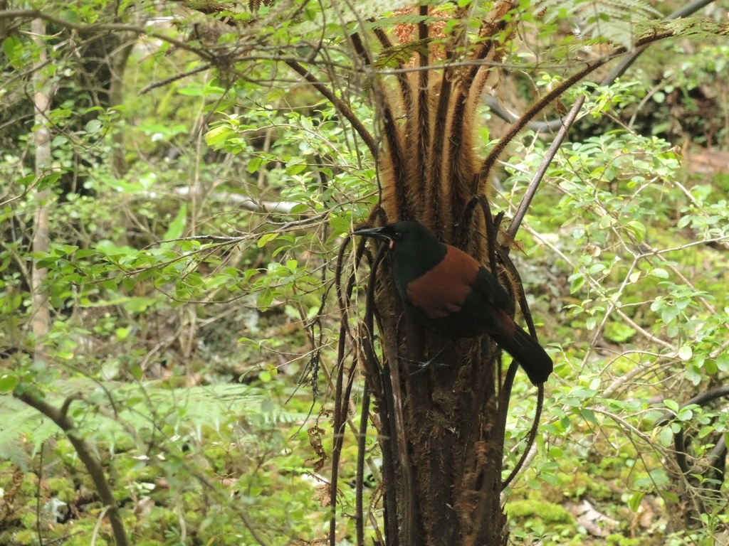 South Island Saddleback in November 2022 by islaym · iNaturalist