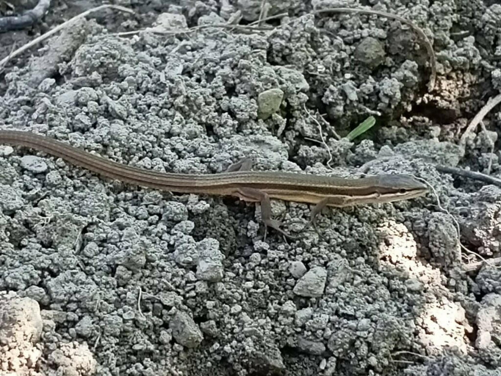 Grass Lizards from 983台灣花蓮縣富里鄉 on October 24, 2022 at 06:22 PM by ...