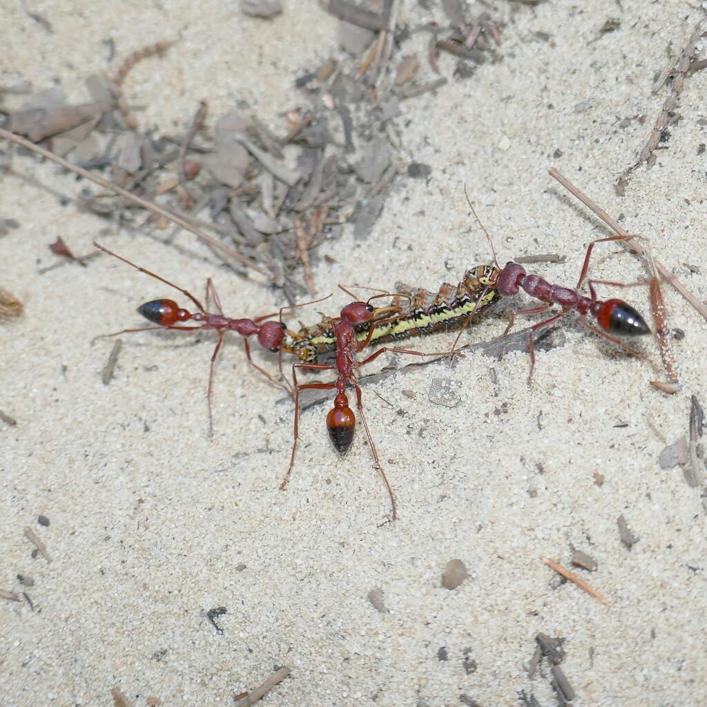 A trio of Red Bull Ants (Myrmecia gulosa) work together to bring a ...