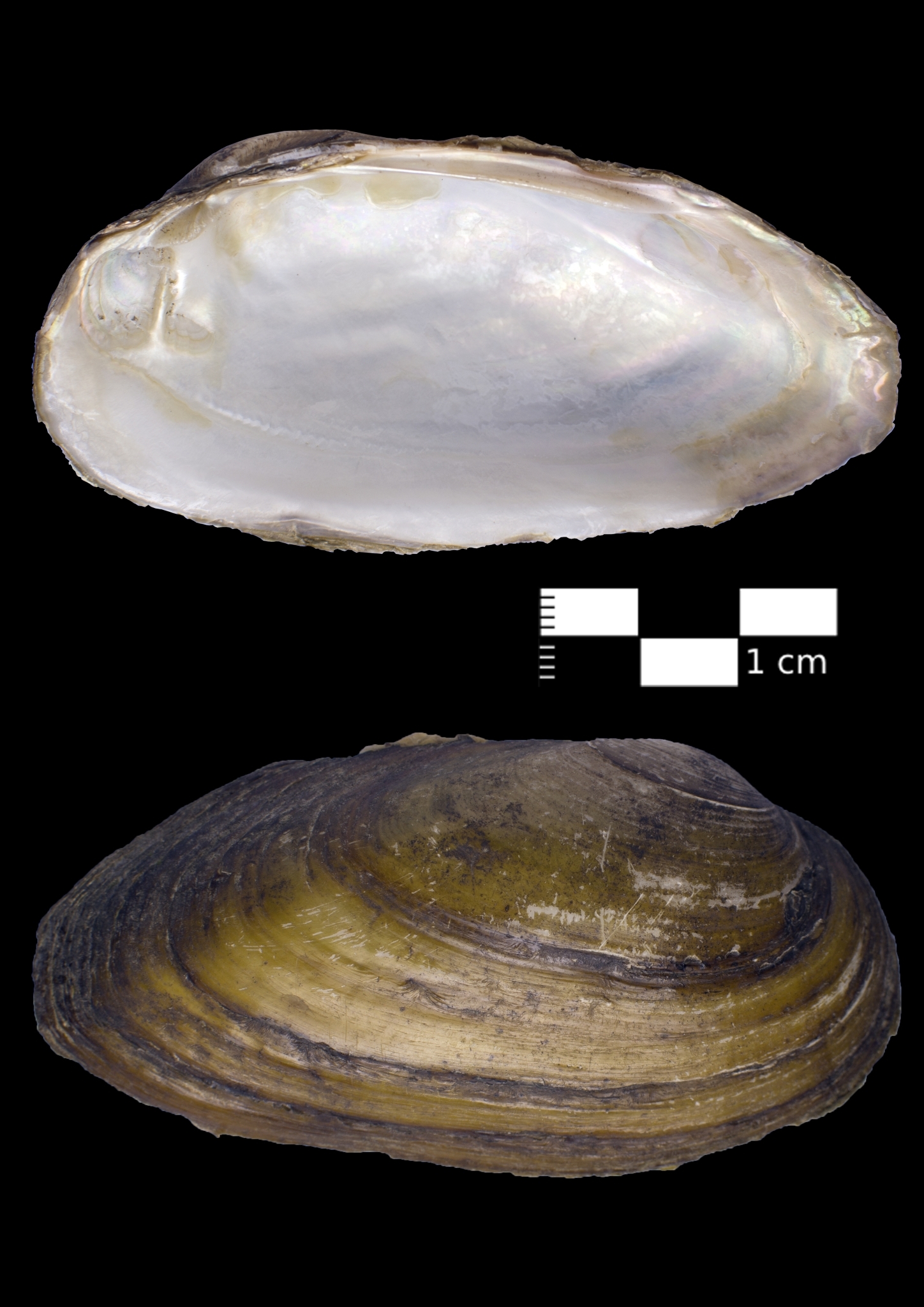 Unio mancus Lamarck, 1819