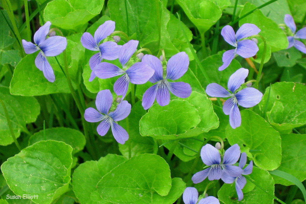 Labrador Violet (Plants 2 - Orders Dipsacales to Piperales - Rouge ...