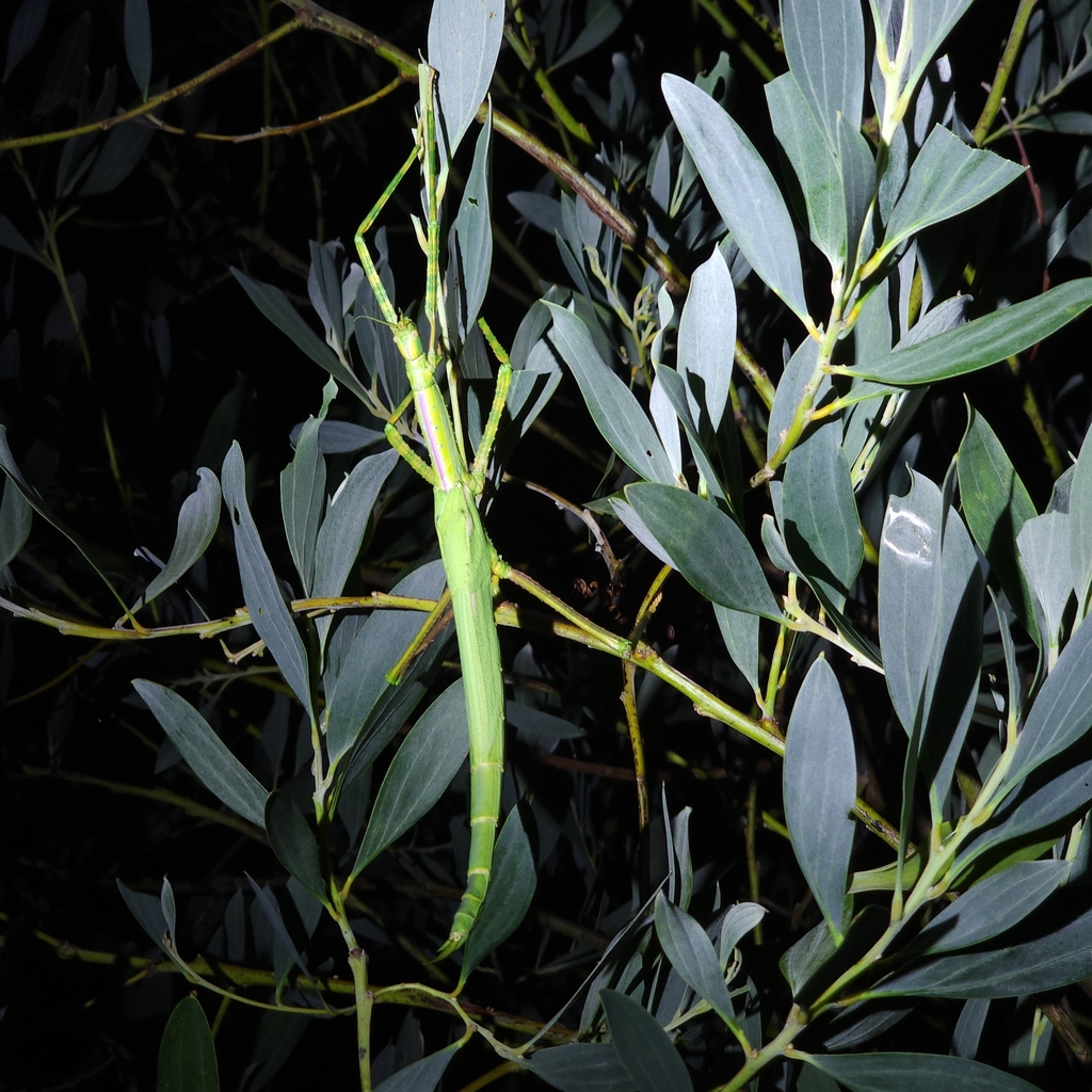 Darwin Stick Insect from Rapid Creek NT 0810, Australia on December 8 ...